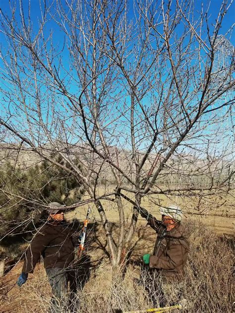 绿化带树木修剪工作开始 科技园区办公室