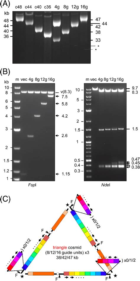 Structure Of Polygonal Polyg Cosmids Containing Multiplex Grna Units