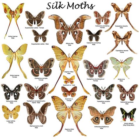 Different Types Of Moth