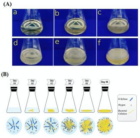 Surface Modification Of Bacterial Cellulose By Copper And Zinc Oxide Sputter Coating For Uv