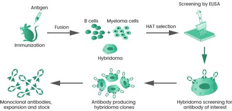 Anti Virus Antibody Development Combining Speed With Sensitivity And
