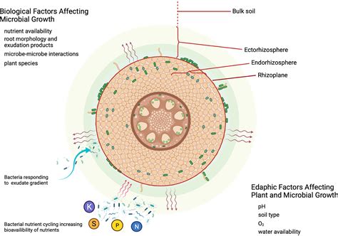 Frontiers | The Role of Synthetic Microbial Communities (SynCom) in Sustainable Agriculture