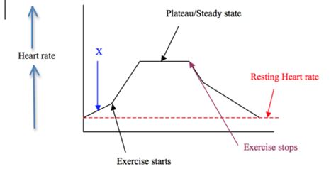 Cardiac Output Stroke Volume And Heart Rate Pe Aqa Gcse 91