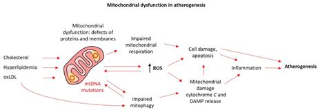 Mitochondrial Dysfunction In Atherosclerosis External Damaging Stimuli