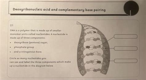 Solved Deoxyribonucleic Acid And Complementary Base Pairing Chegg