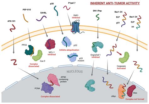 Cancer Targeting Applications Of Cell Penetrating Peptides