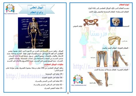 الهيكل ا لعظمي Pdf