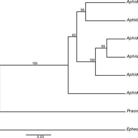 Bayesian Inference Phylogram Based On Cytochrome Oxidase C Subunit I