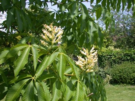Yellow Buckeye Aesculus Flava Level Up Garden