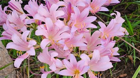 교회 꽃밭 상사화 쑥부쟁이 메리골드 무궁화 Youtube