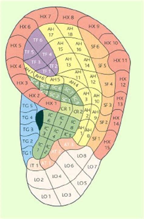 ყურის ნიჟარა ურთულესი აკუპუნქტურული ორგანოა მასზე განლაგებულია 200 ზე მეტი აკუპუნქტურული