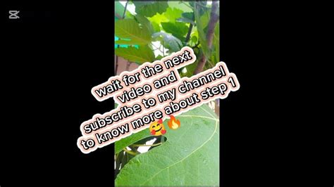 Usmel Series 2 Youtube