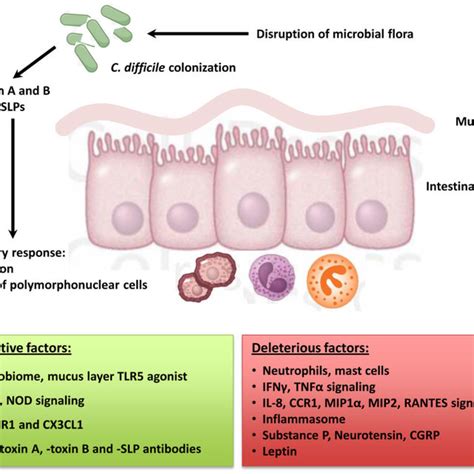Compound Tomography Ct Scan Of Patient With C Difficile Colitis Download Scientific Diagram