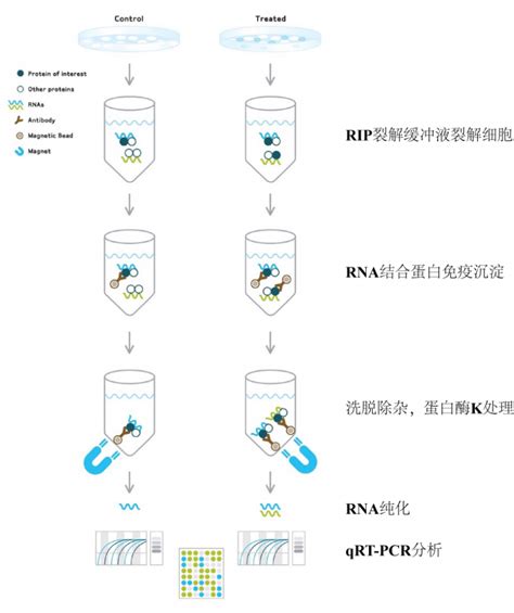 Rna 结合蛋白免疫沉淀rip 分子检测服务 实验检测服务 丰晖生物 【官网】细胞购买公司 稳转株 原代细胞 病毒包装 质粒购买 载体构建 Orf基因 Cdna基因 中国细胞资源库保藏中心 丰