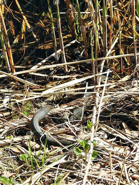 Brown Grass Snake On Spring Grass Lithuania Stock Image Image Of