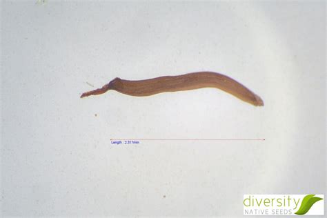 Diversity Native Seeds Blog Archive Leptospermum Juniperinum Prickly Tea Tree