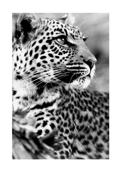 Snow Leopard Poster Leopard Spots Wall Art Stunning Wildlife Decor