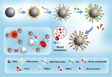 Wbc Normal Range Nhs Discounted Buy Brunofuga Adv Br