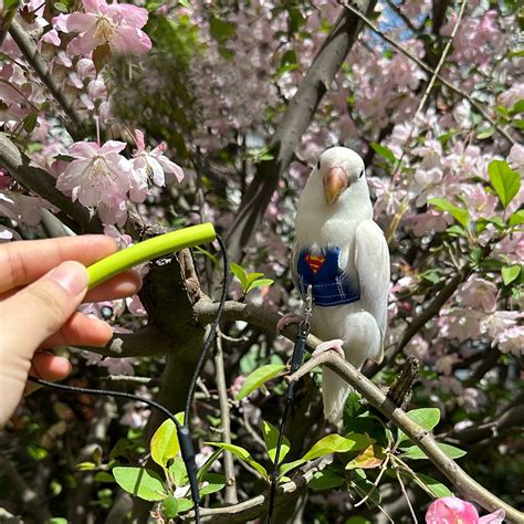 【xl Lx】寵物鸚鵡 鳥 玄鳳 超輕背帶 背心 外出牽引衣服 防止飛丟 飛行服 蝦皮購物