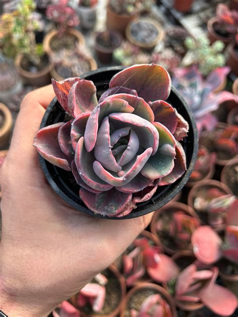 Green Decor მწვანე Green Decor მწვანე დეკორაცია