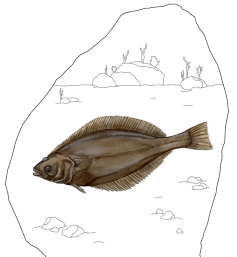 The Greenland Halibut Intermediate Level The Icefjord Centre