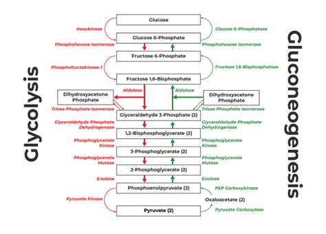 Gluconeogenesis Simple Pathway