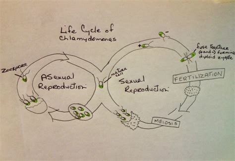 Green Algae ~natural Selection ~sex In The Wild