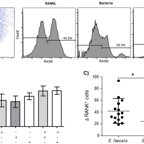 Analysis Of The Induction Of Differentiation Of Osteoclasts Thp 1
