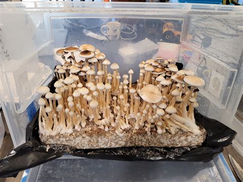 Rare Spores Uncovering The Lore Rare Spores Uncovering The Lore