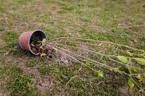 Shallow Depth Of Field Selective Focus Details With A Tree Sapling During A Planting Activity