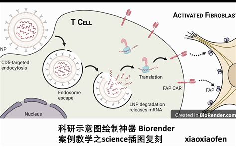 Biorender 科研示意图绘制软件 新手教程 2 案例教学 模拟science文献插图 苇杰小医 科研绘图 哔哩哔哩视频