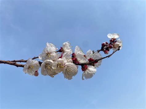 财务术语之off balance sheet financing 知乎