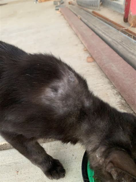 Does This Cat Have Ringworm Rcatcare