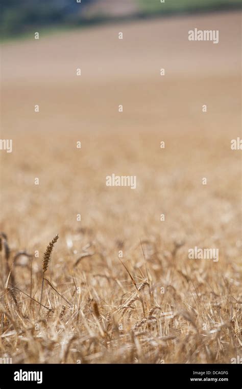 Wheat Head Hi Res Stock Photography And Images Alamy