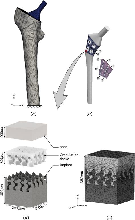Fe Models Used For The Simulation A Macroscale Model Of Implanted Download Scientific