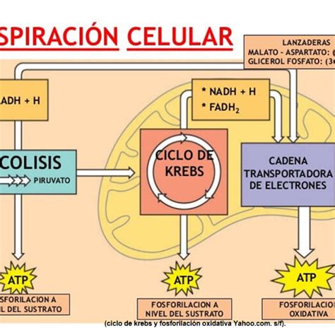 Stream Ciclo De Krebs Y Fosforilación Oxidativa By Nayelli Bobadilla