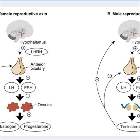 The Hypothalamic Pituitary Gonadal Axis In Males And Females The
