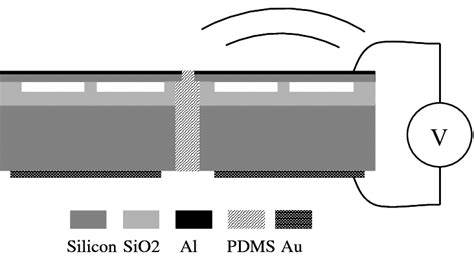cross sectional schematic of two flexible cmut array elements one