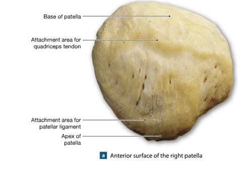 Anterior Surface Of The Right Patella Diagram Quizlet
