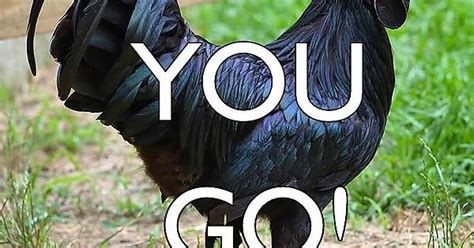 Black Cock Album On Imgur Black Cock Album On Imgur