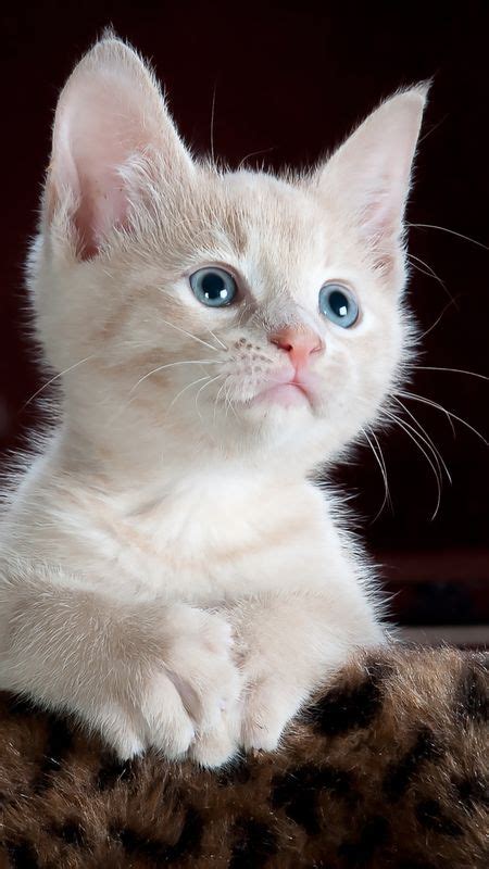 Cute White Kittens Wallpapers