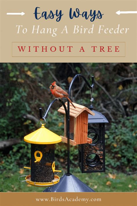 How To Hang A Bird Feeder From Tree Social Feed Strategies