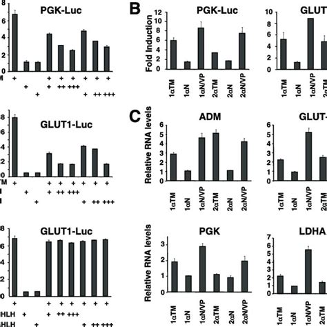 N Terminal Dna Binding And Dimerization Domains Of Hif 1 And Hif 2