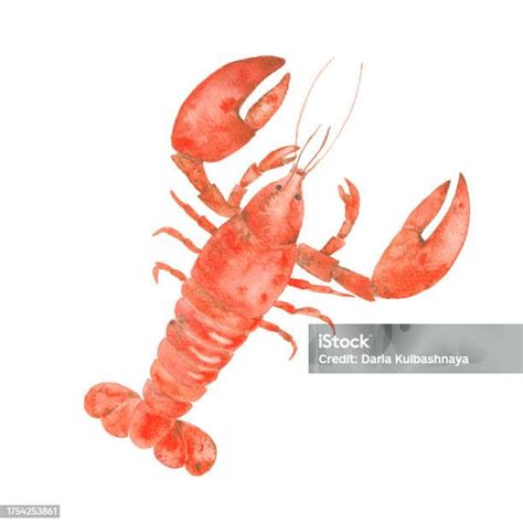 갓 요리된 바닷가재의 수채화 그림 맛있는 붉은 랍스터 해산물 가재 랍스터 축제 신선한 유기농 해산물 손으로 사실적으로 그린 갈고리 발톱에 대한 스톡 벡터 아트 및 기타