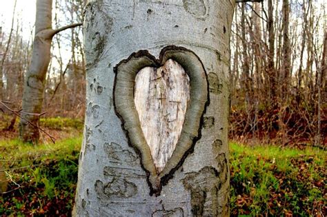 Premium Photo Close Up Of Heart Shape On Tree Trunk In Forest