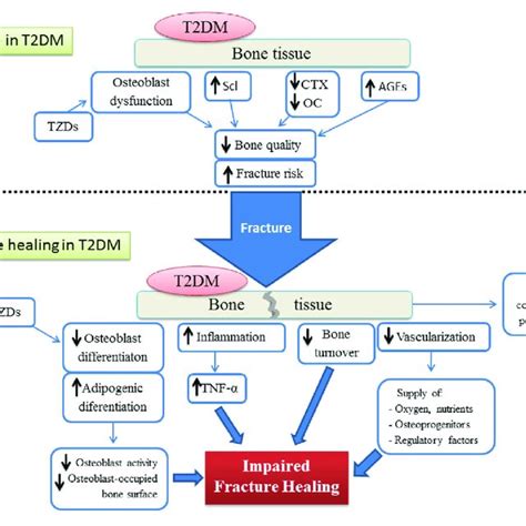 Pdf The Impact Of Type 2 Diabetes On Bone Fracture Healing