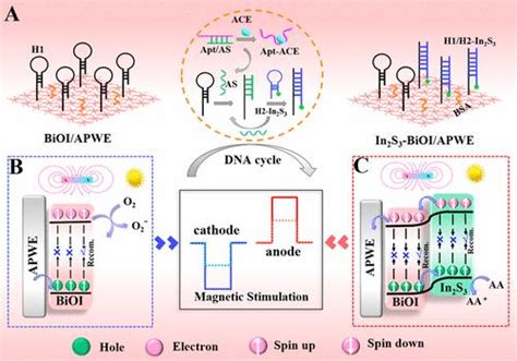 Ultrasensitive Paper Based Photoelectrochemical Biosensor For Acetamiprid Detection Enabled By