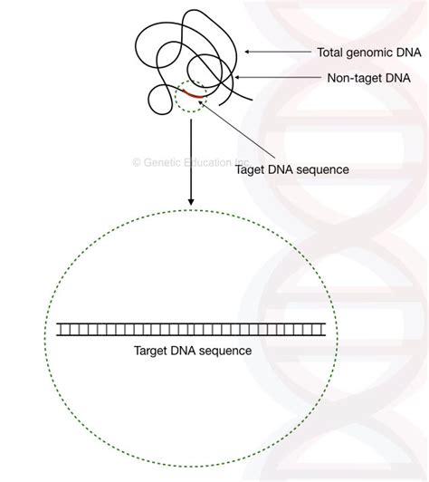 Template Dna Pcr