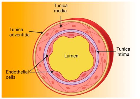 Endothelium Artery