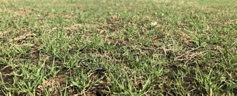 Turf Diseases Author At Turf Diseases Page 2 Of 10